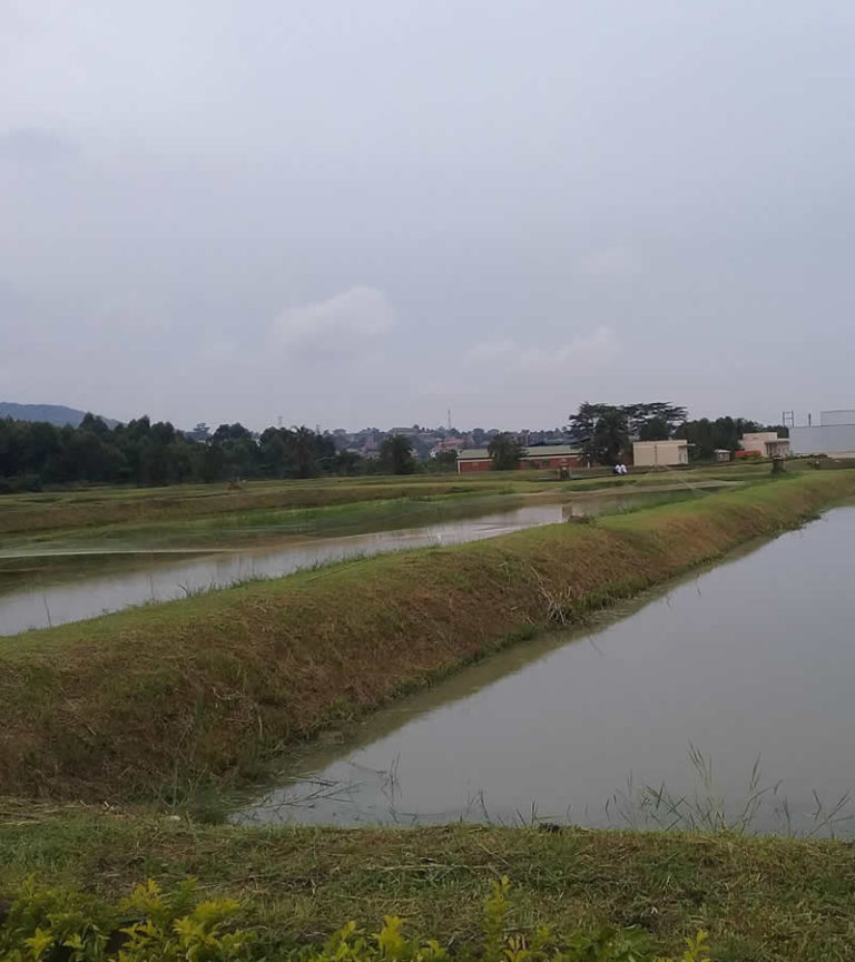 NaFIRRI – National Fisheries Resources Research Institute – National ...