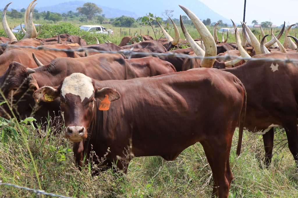 NaLIRRI – National Livestock Resources Research Institute – National ...