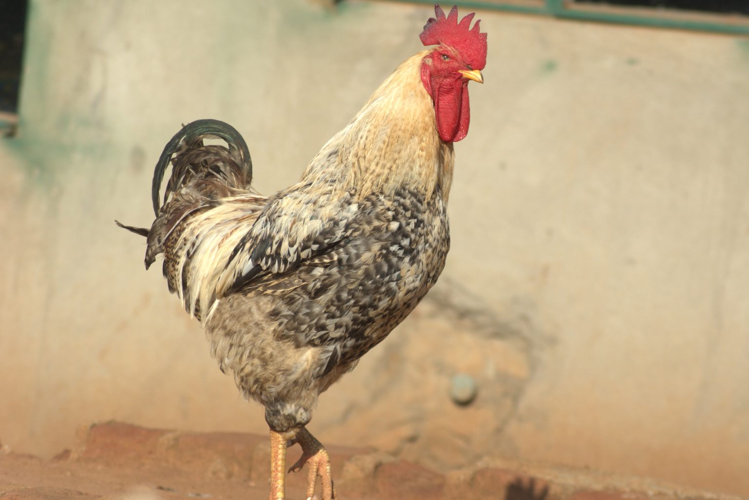 Breaking barriers in local poultry Vaccine Research – National ...