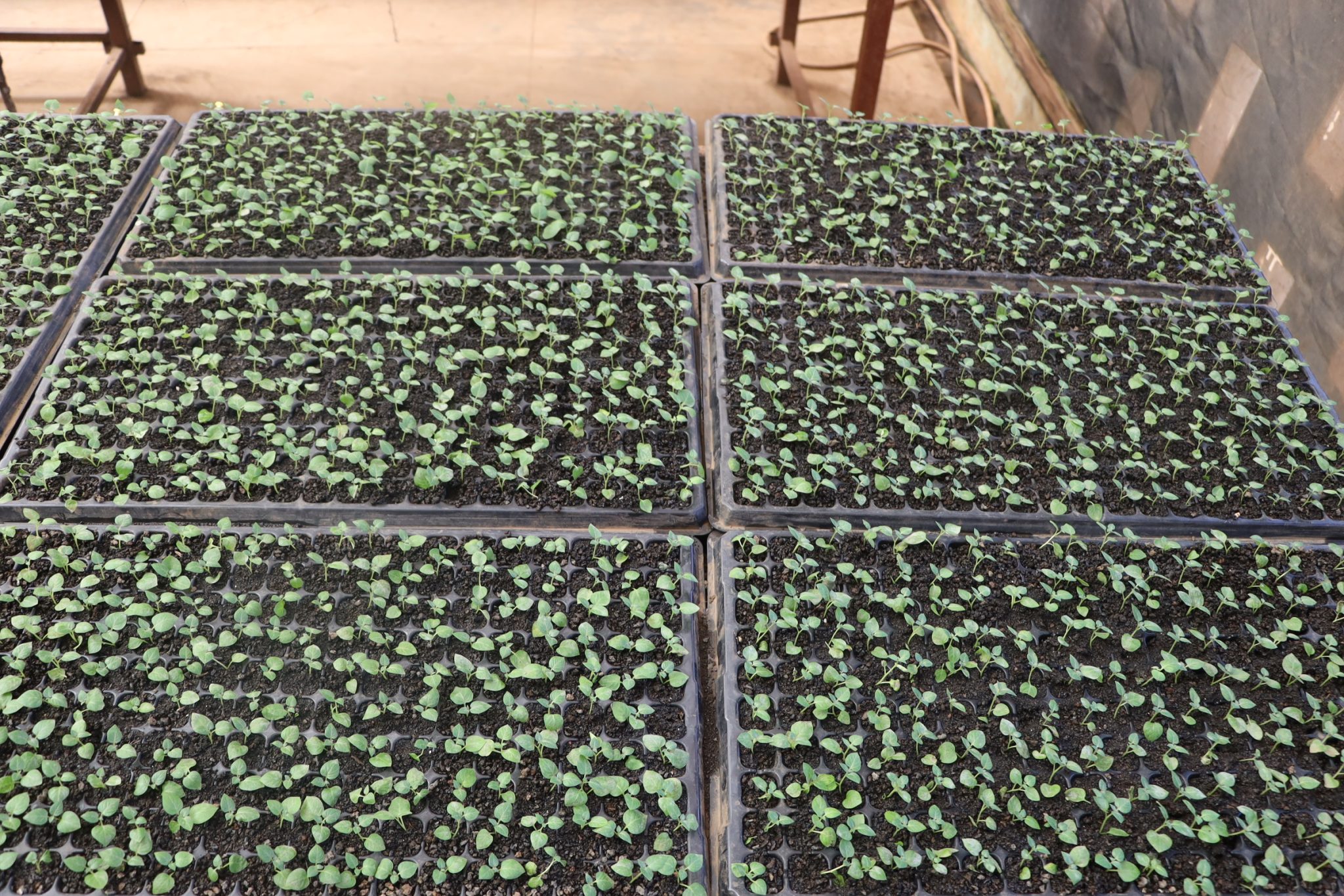 NaCORRI at 10 years – National Agricultural Research Organisation (NARO)